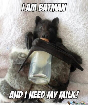 30 Funny Bat Memes And Photos Celebrating The Most Adorably Terrifying ...