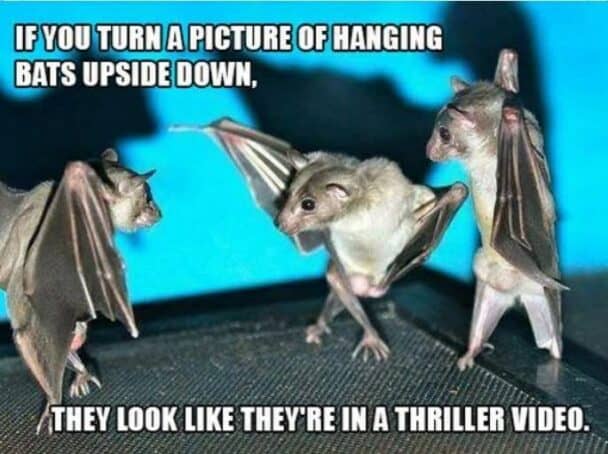 30 Funny Bat Memes And Photos Celebrating The Most Adorably Terrifying ...