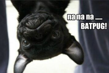 30 Funny Bat Memes And Photos Celebrating The Most Adorably Terrifying ...
