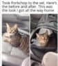 40 Funny Cat Memes That’ll Have You Purring With Laughter (April 22, 2025)