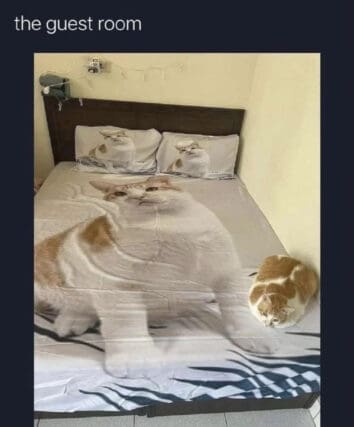 40 Funny Cat Memes That’ll Have You Purring With Laughter (April 22, 2025)