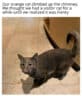 40 Funny Cat Memes That’ll Have You Purring With Laughter (April 22, 2025)