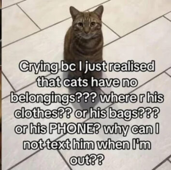 40 Funny Cat Memes That’ll Have You Purring With Laughter (April 22, 2025)