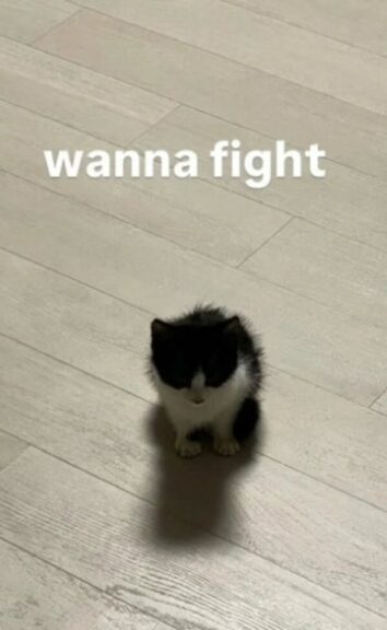40 Funny Cat Memes That Are Basically Catnip For Your Brain