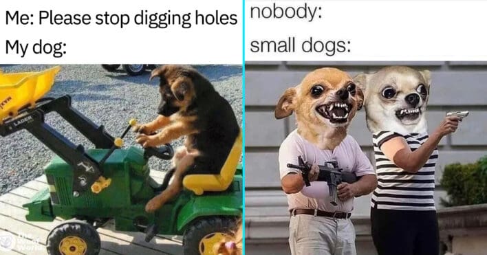 45 Funny Dog Memes That’ll Have You Howling With Laughter (April 16, 2025)