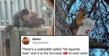 30 Funniest Pictures From "Fat Squirrel Hate" — An Internet Group That ...