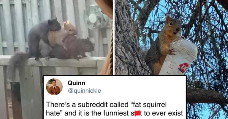 30 Funniest Pictures From "Fat Squirrel Hate" — An Internet Group That ...