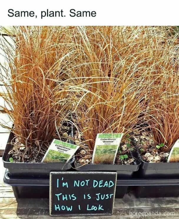 48 Blooming Plant Memes For Green Thumbs And Even Serial Houseplant ...