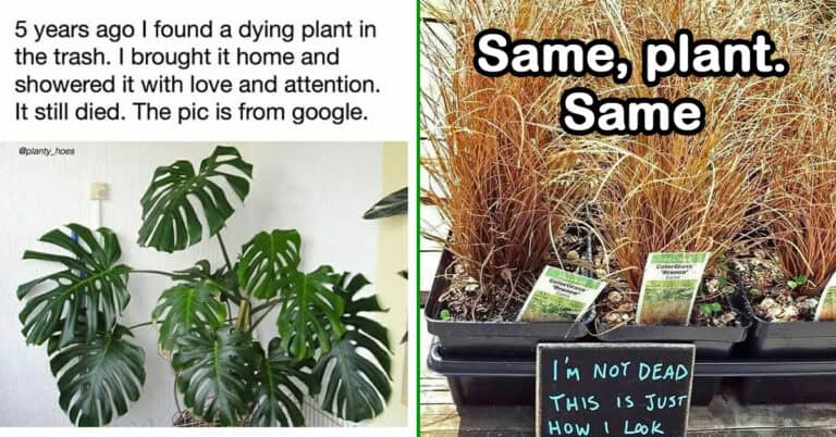 48 Blooming Plant Memes For Green Thumbs And Even Serial Houseplant ...