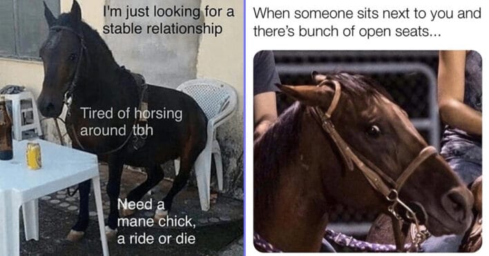 40 Funny Horse Memes That Made Us Whinny Out Loud