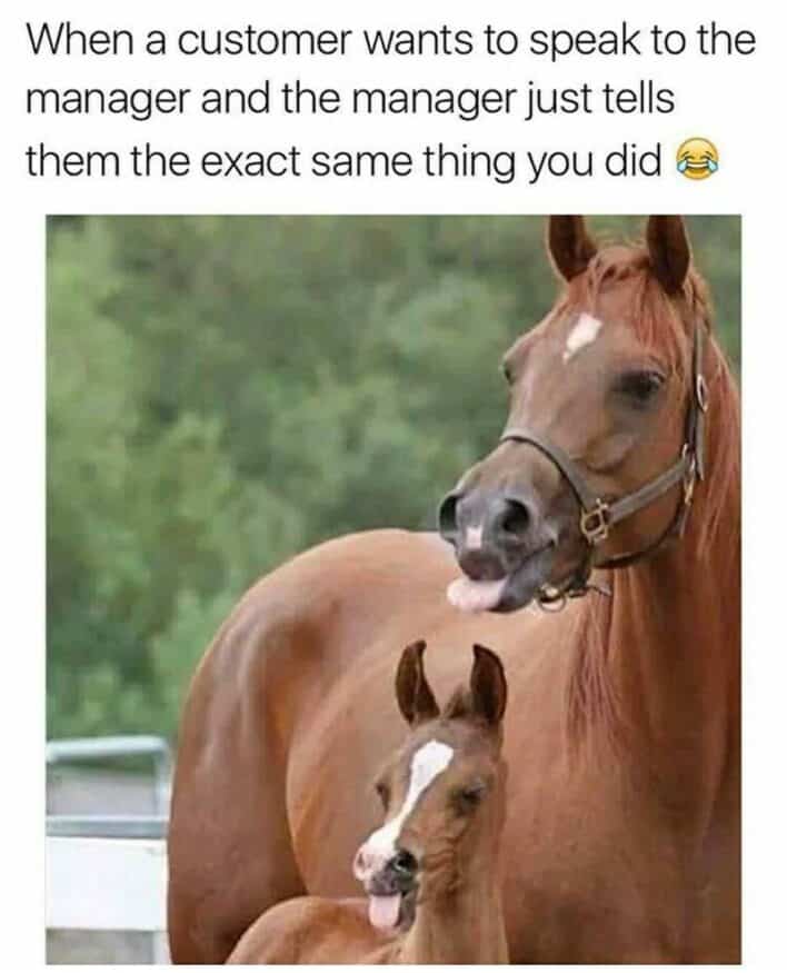 40 Funny Horse Memes That Made Us Whinny Out Loud