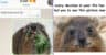 43 Funny Memes About The Hyrax—The Freakiest And Most Adorable Fanged ...