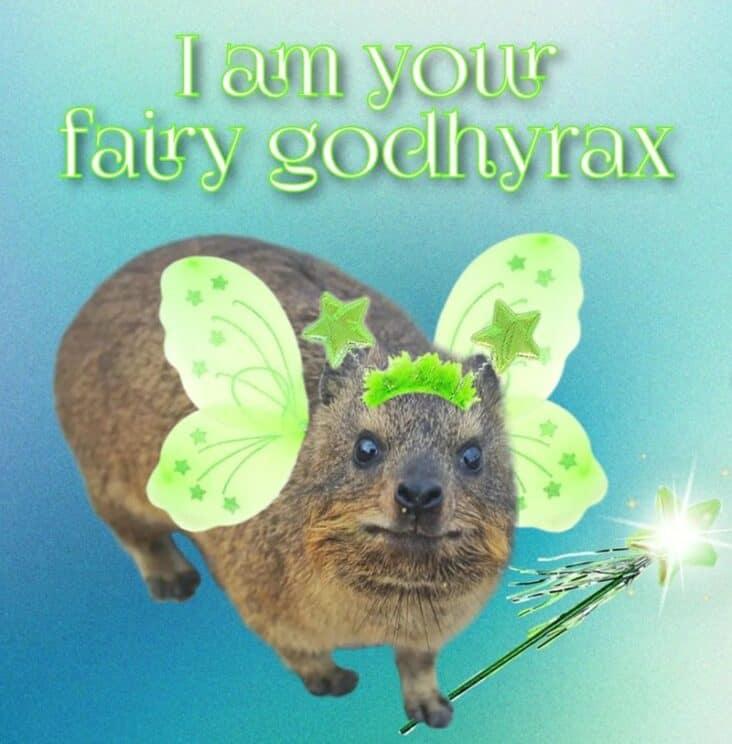 43 Funny Memes About The Hyrax—The Freakiest And Most Adorable Fanged ...