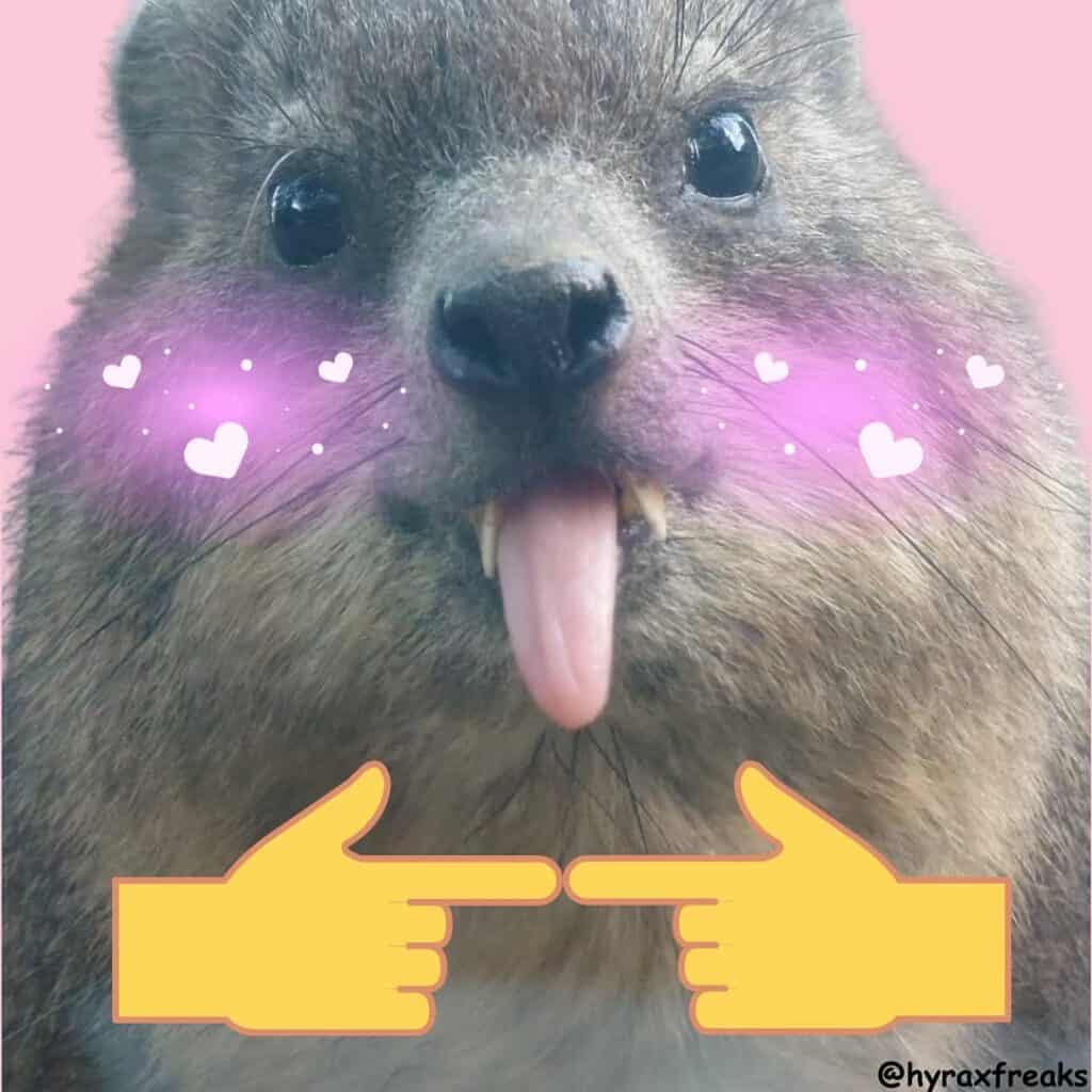 43 Funny Memes About The Hyrax—The Freakiest And Most Adorable Fanged ...