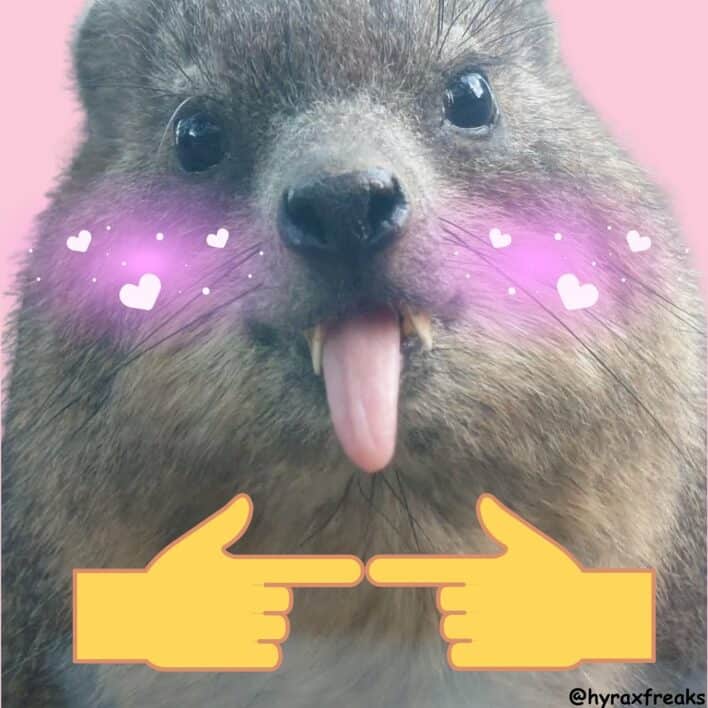 43 Funny Memes About The Hyrax—The Freakiest And Most Adorable Fanged ...