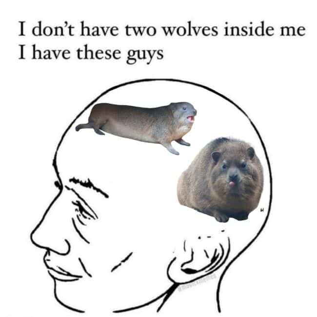 43 Funny Memes About The Hyrax—The Freakiest And Most Adorable Fanged ...