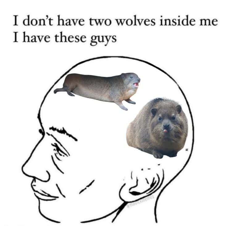 43 Funny Memes About The Hyrax—The Freakiest And Most Adorable Fanged ...