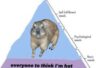 43 Funny Memes About The Hyrax—The Freakiest And Most Adorable Fanged ...