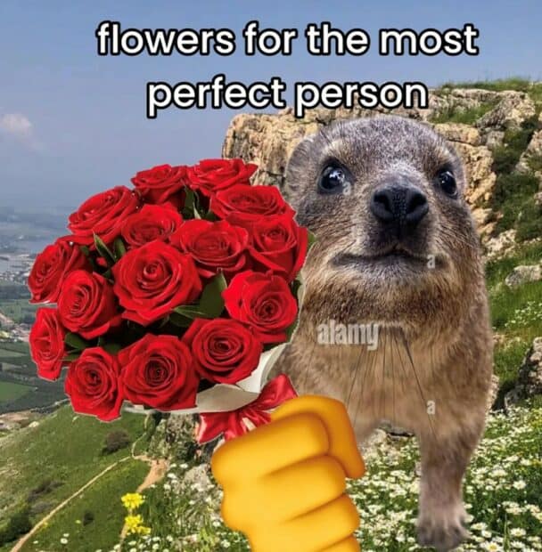 43 Funny Memes About The Hyrax—The Freakiest And Most Adorable Fanged ...