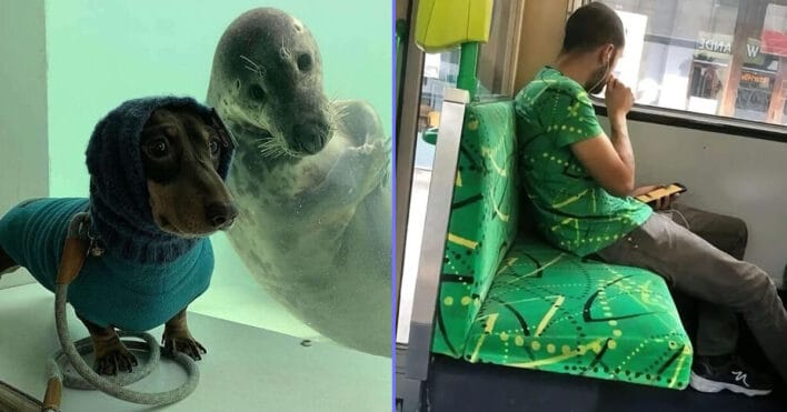 50 Funny And Weird Pictures That Deserve A Permanent Spot In Your Brain ...