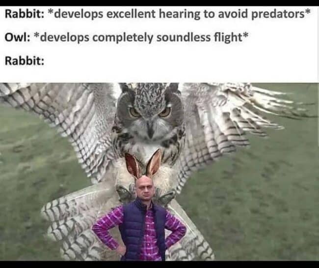 40 Funny Owl Memes For Birds So Wise They Already Know Who