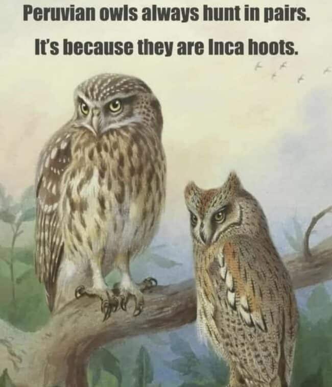 40 Funny Owl Memes For Birds So Wise They Already Know Who