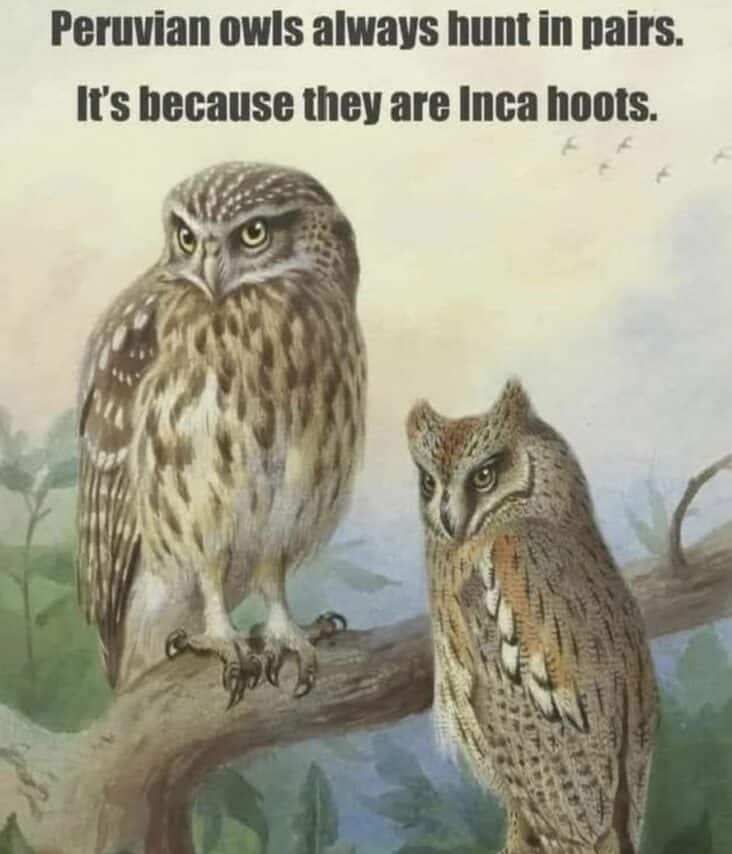 40 Funny Owl Memes For Birds So Wise They Already Know Who
