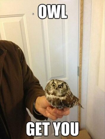 40 Funny Owl Memes For Birds So Wise They Already Know Who