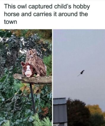40 Funny Owl Memes For Birds So Wise They Already Know Who