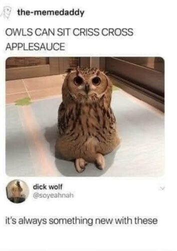 40 Funny Owl Memes For Birds So Wise They Already Know Who