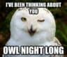 40 Funny Owl Memes For Birds So Wise They Already Know Who