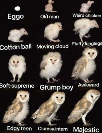 40 Funny Owl Memes For Birds So Wise They Already Know Who
