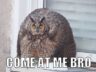 40 Funny Owl Memes For Birds So Wise They Already Know Who