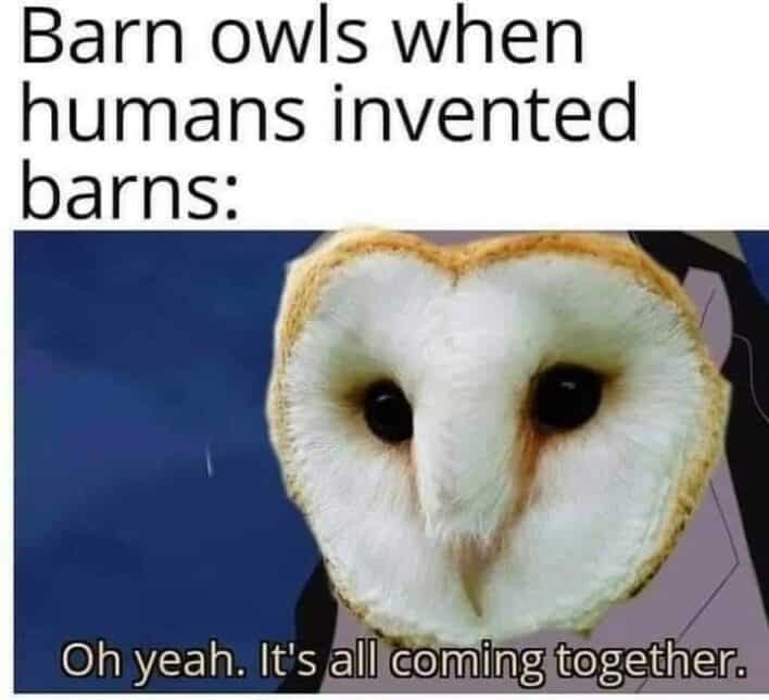 40 Funny Owl Memes For Birds So Wise They Already Know Who