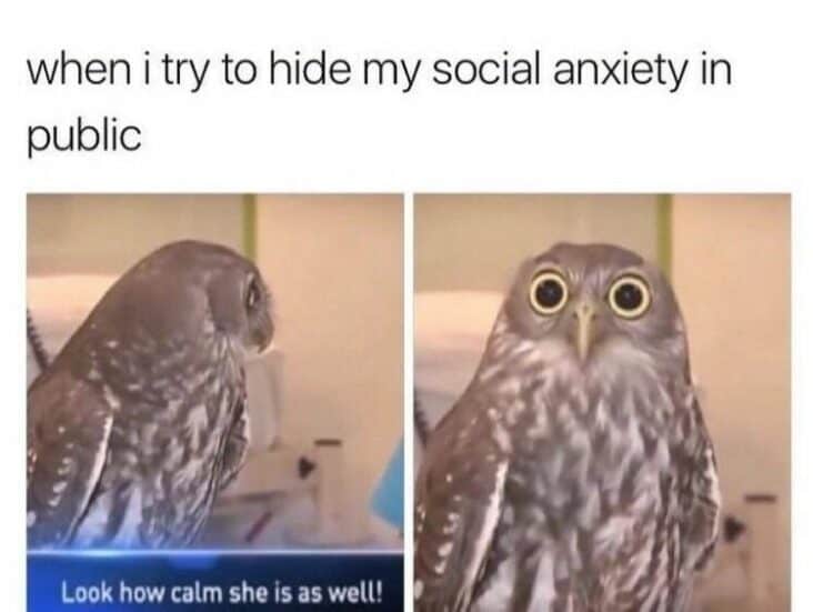 40 Funny Owl Memes For Birds So Wise They Already Know Who