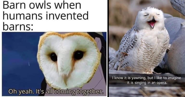 40 Funny Owl Memes For Birds So Wise They Already Know Who