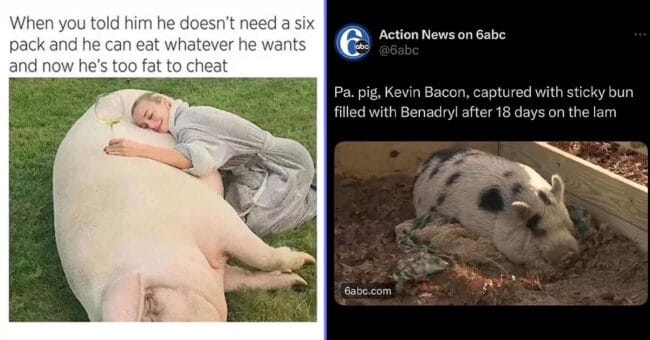30 Funny Pig Memes That Are Bacon Us Laugh