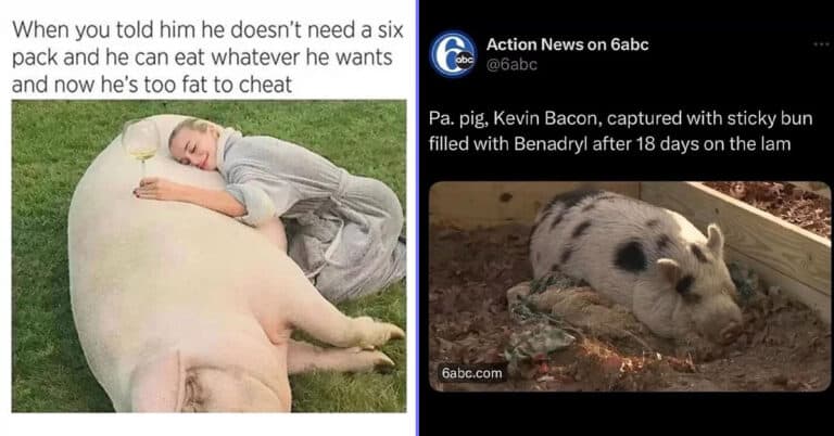 30 Funny Pig Memes That Are Bacon Us Laugh
