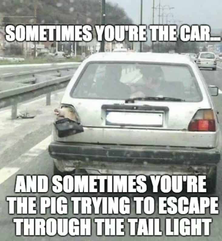 30 Funny Pig Memes That Are Bacon Us Laugh