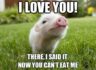 30 Funny Pig Memes That Are Bacon Us Laugh