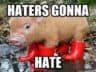 30 Funny Pig Memes That Are Bacon Us Laugh