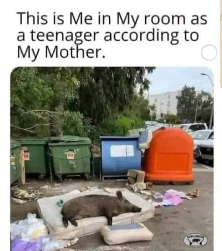 30 Funny Pig Memes That Are Bacon Us Laugh