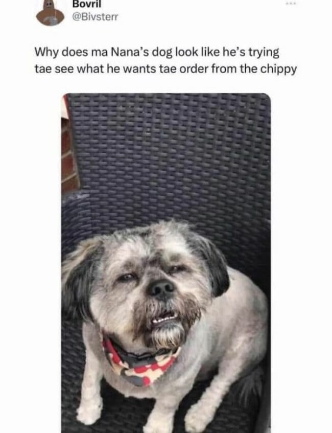 32 Funny Scottish Memes And Tweets That Slap Harder Than A Glasgow Wind