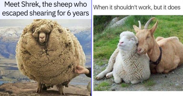 31 Un-baa-lievably Funny Sheep Memes For Those Who Love Shear Comedy