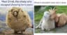 31 Un-baa-lievably Funny Sheep Memes For Those Who Love Shear Comedy