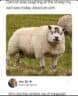 31 Un-baa-lievably Funny Sheep Memes For Those Who Love Shear Comedy