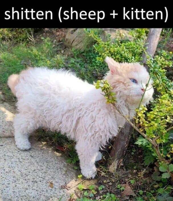 31 Un-baa-lievably Funny Sheep Memes For Those Who Love Shear Comedy