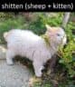 31 Un-baa-lievably Funny Sheep Memes For Those Who Love Shear Comedy