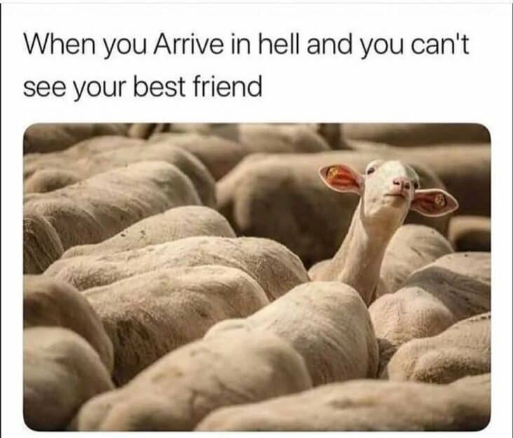 31 Un-baa-lievably Funny Sheep Memes For Those Who Love Shear Comedy