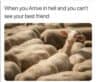 31 Un-baa-lievably Funny Sheep Memes For Those Who Love Shear Comedy